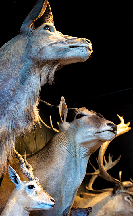 Produits De Taxidermie De Qualit Sup rieure Feroca Innovation In